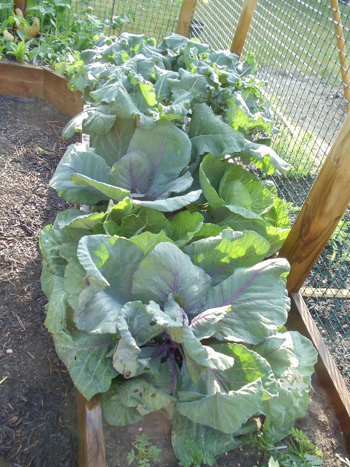 Debbie's Potager: The unveiling of the cole crops