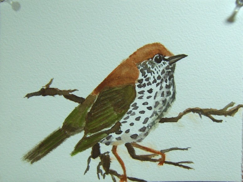 WATERCOLORS AND WORDS: WOOD THRUSH