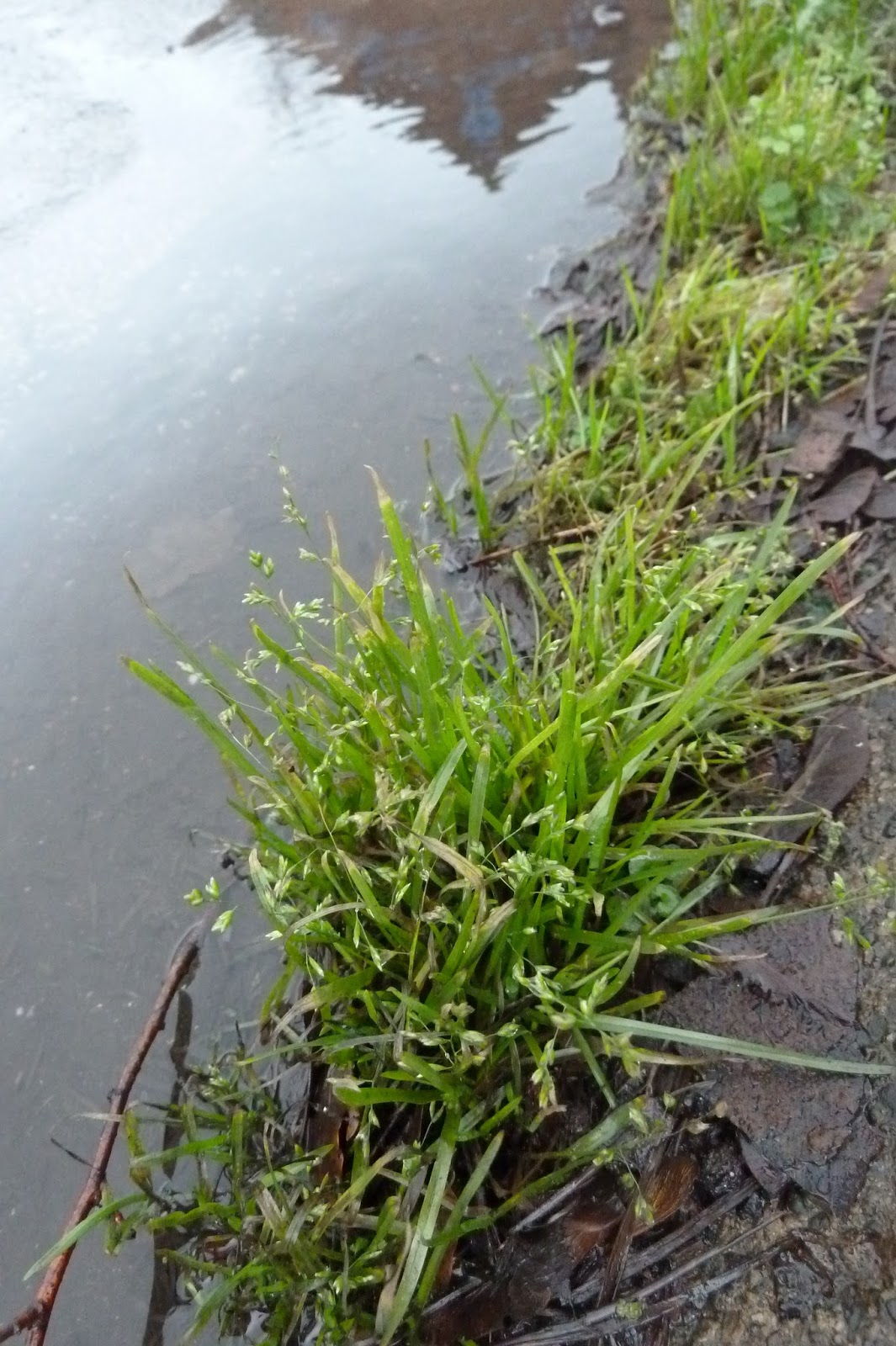The Rainforest Fund Project: Poa annua - Annual Meadow-grass
