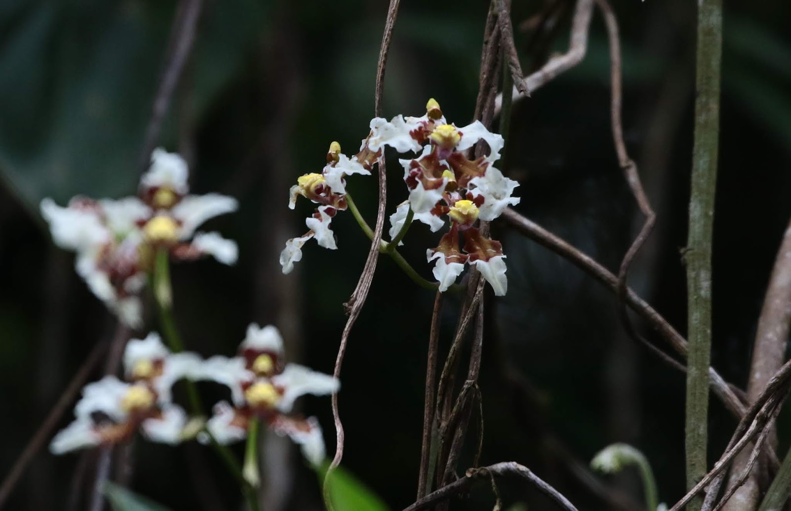 Nuestro bello mundo...: Pajareando en el Parque Nacional Macarao ...