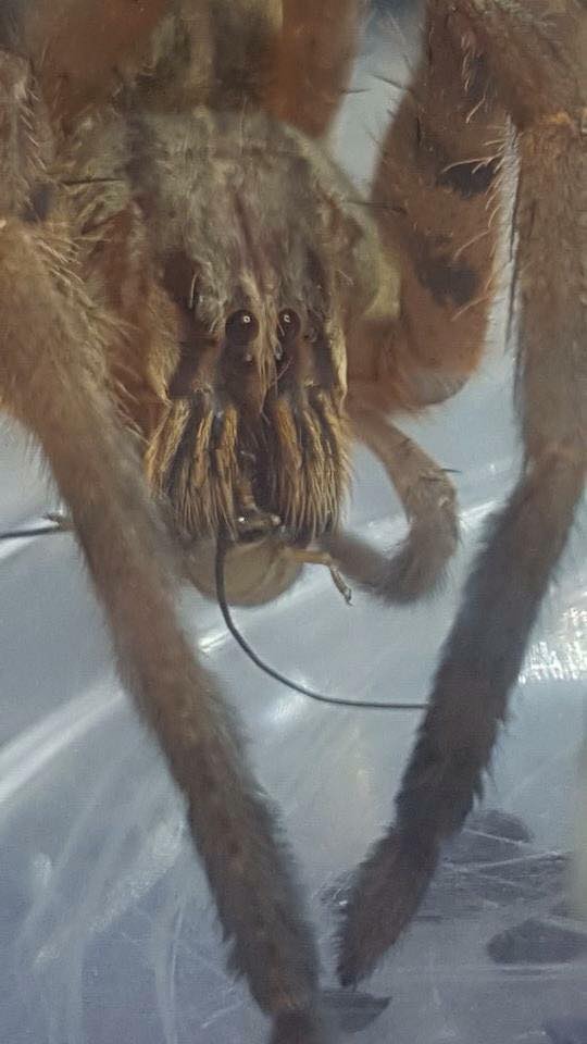 The Lair of The DiabolicAl Spiderlord: Would the REAL Brazilian ...