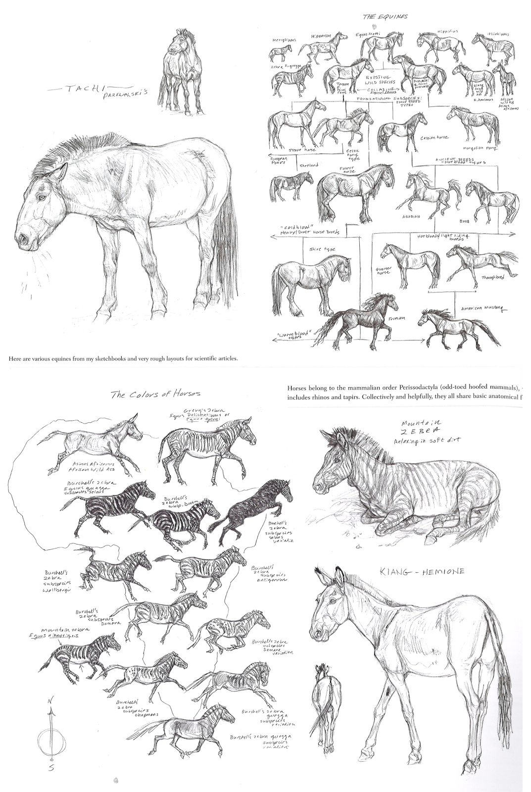 Honours Blog: Science of Creature Design: Understanding animal anatomy