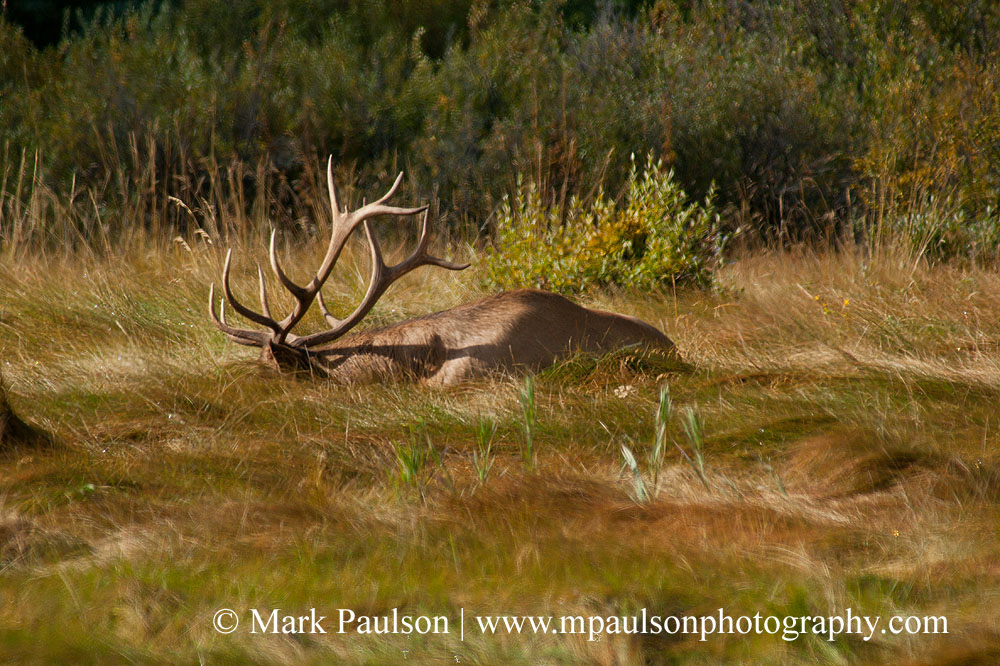 MAP Artistic Photography: Fauna