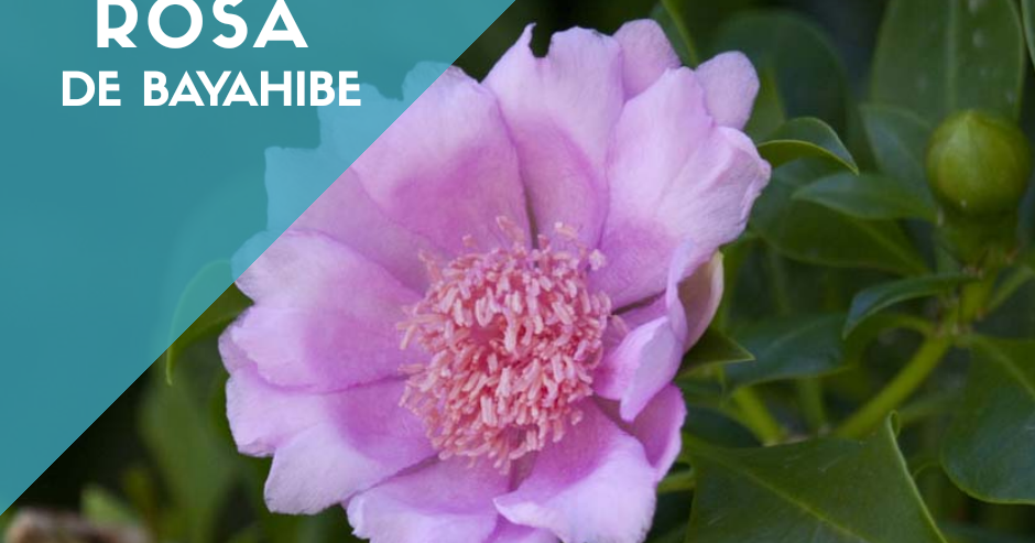 LA RUTA 3 RD.: ROSA DE BAYAHIBE. Flor Nacional de la República Dominicana.