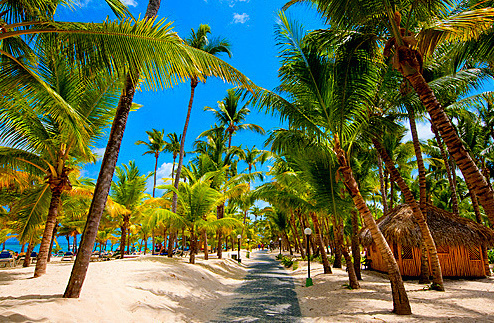 Shell Tropics: Tropical Inspiration