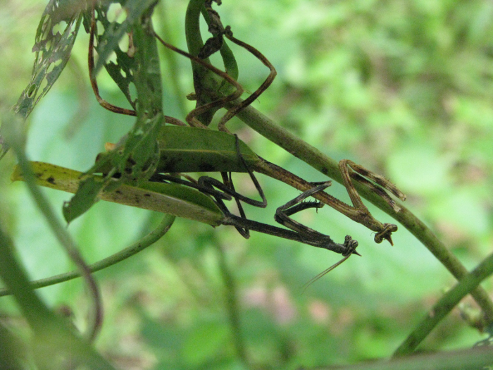 Praying Mantis Mating