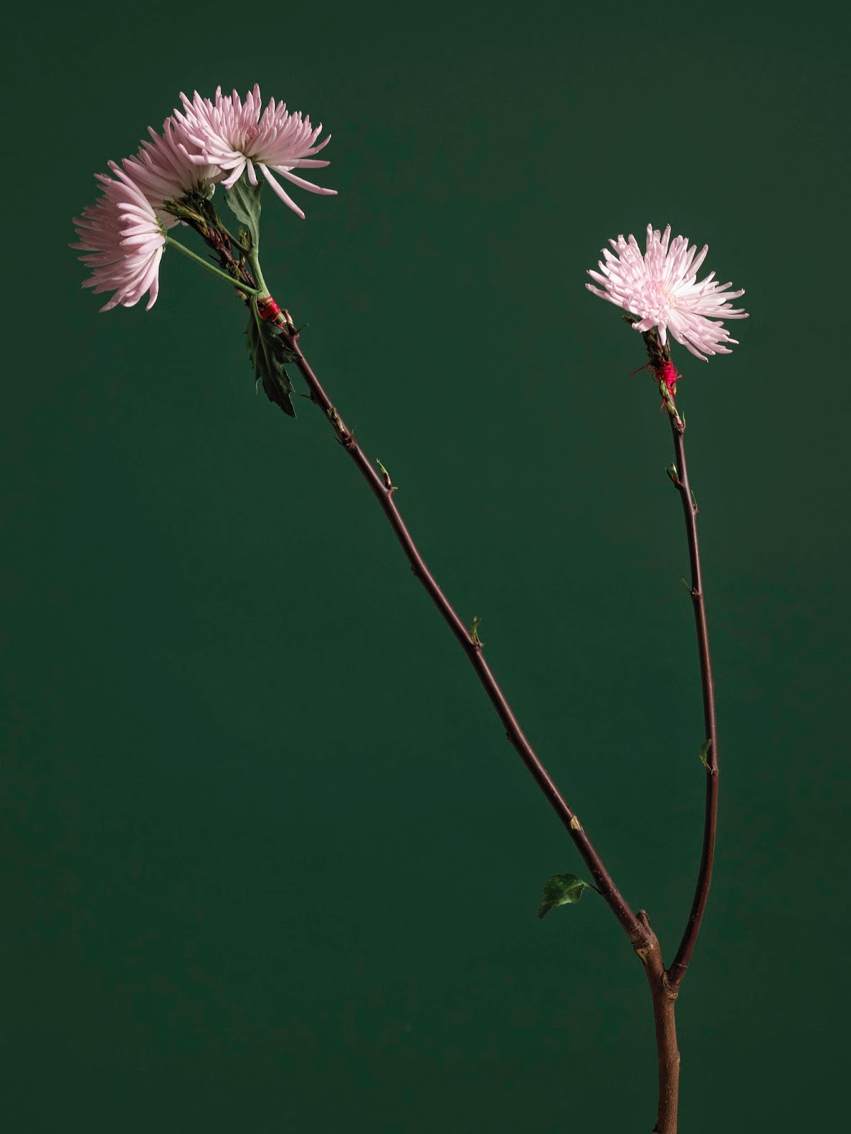 b r i g i t . h e g a r t y: Flower metamorphosis - Art Direction and ...