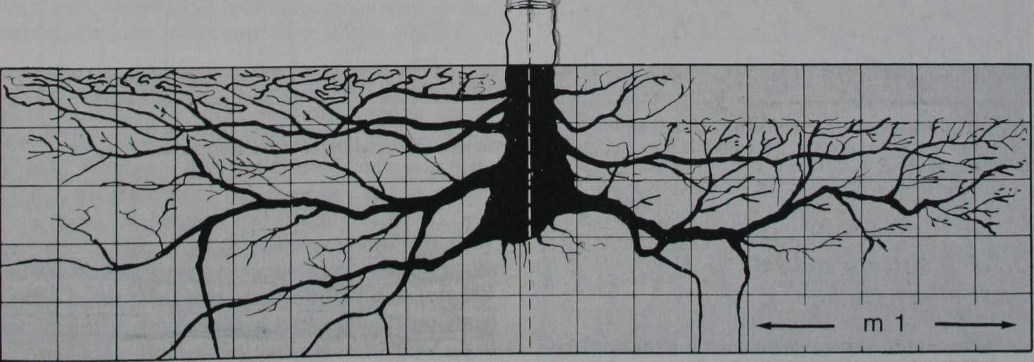 Antonio Bruno Dottore Agronomo Esperto in diagnostica urbana e ...