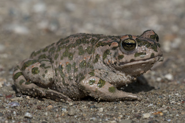 Yorkshire Field Herping and Wildlife Photography: Field Trip to the ...