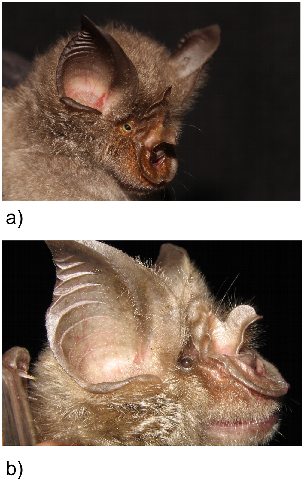Species New to Science: [Mammalogy • 2012] Four New Horseshoe Bat ...