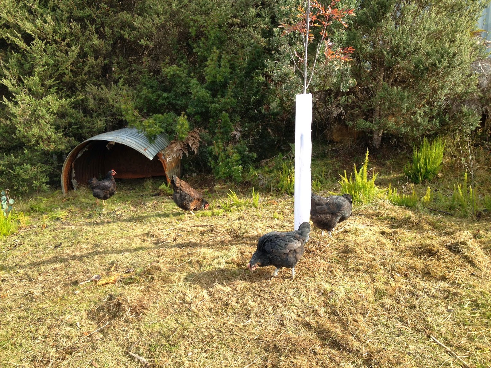Garden Shed: Possum protection