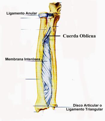 El Húmero: Clasificación de Articulaciones