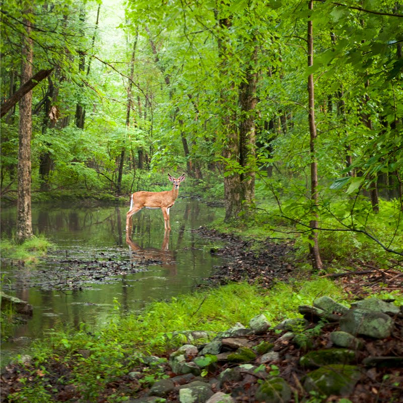 Life with Peter: June 2011