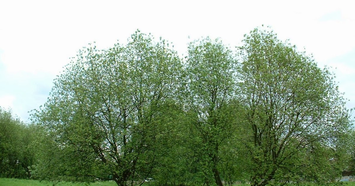 Trees Planet: Salix caprea – Goat Willow – Sallow