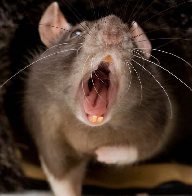 Empresas de control de plagas en las palmas de gran canaria