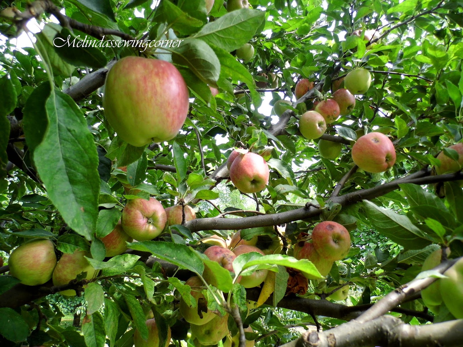 MelindasSewingCorner: Alma, alma, alma/Apple, apple, apple