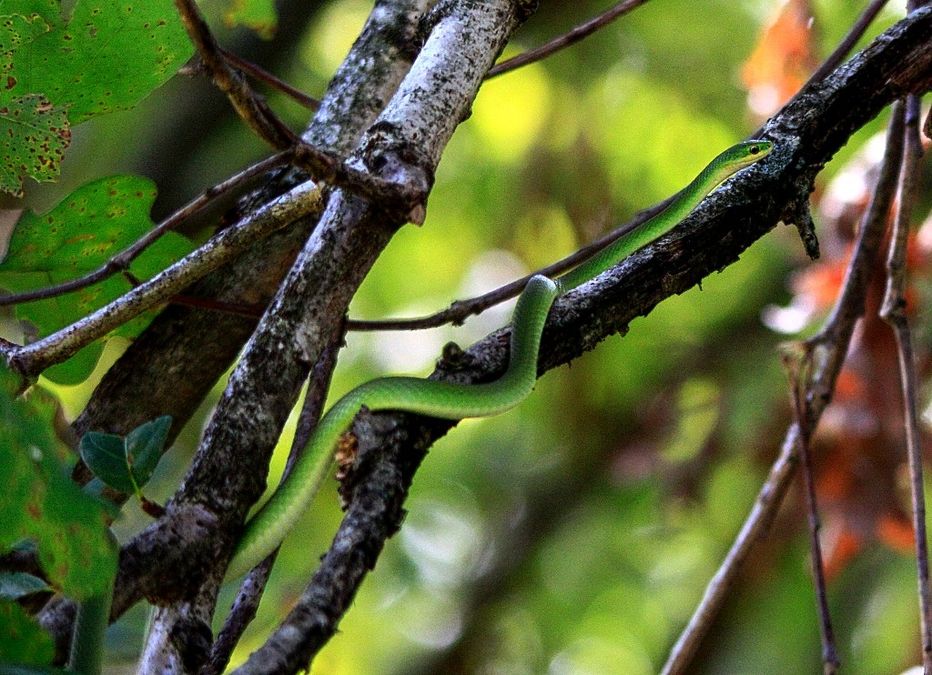 Gary's Outdoor Wanderings2: THE LITTLE GREEN SNAKE