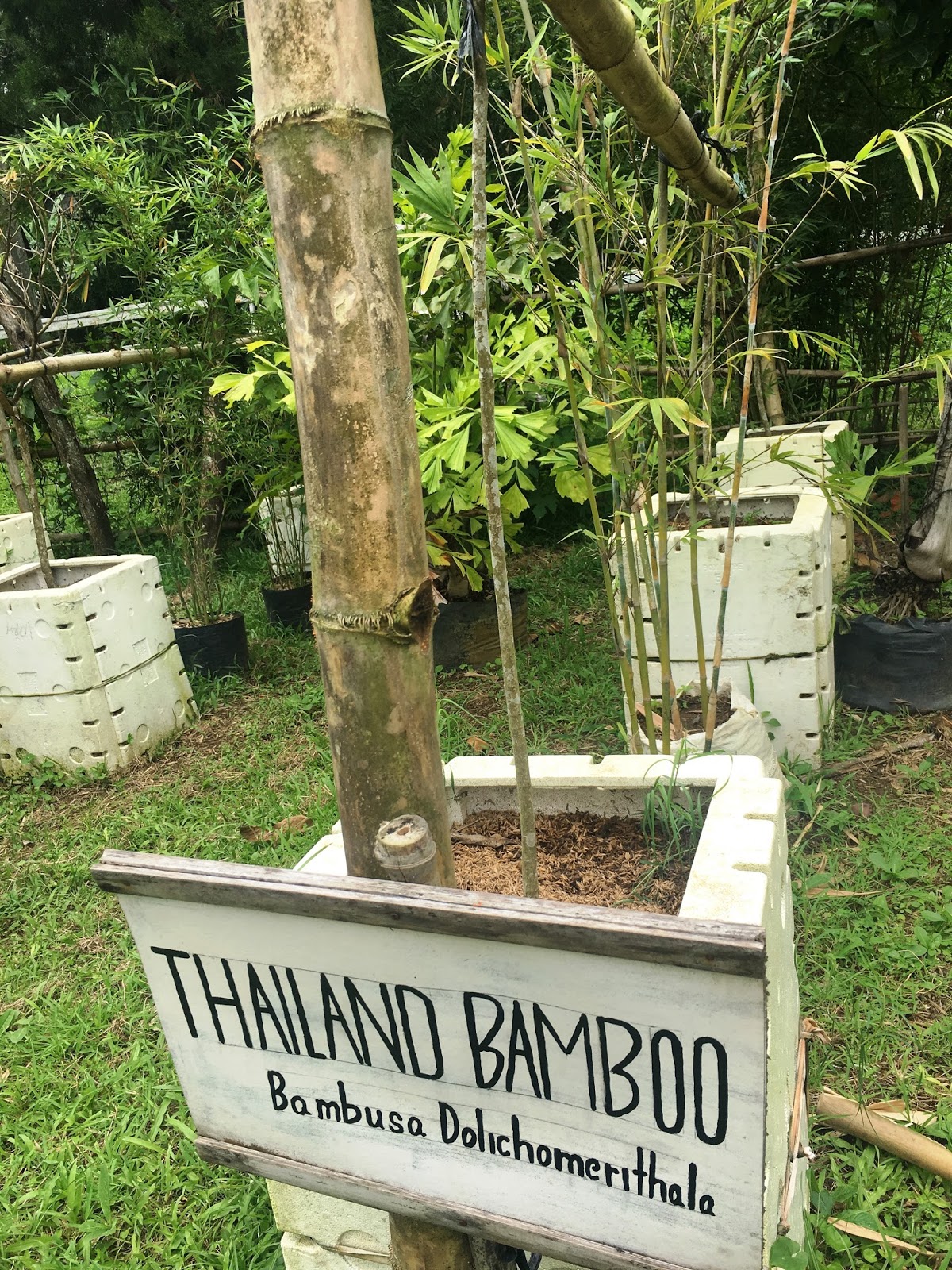 Bicolano Penguin: KAWAYAN FARM RESTAURANT: A Pleasant Surprise in the ...