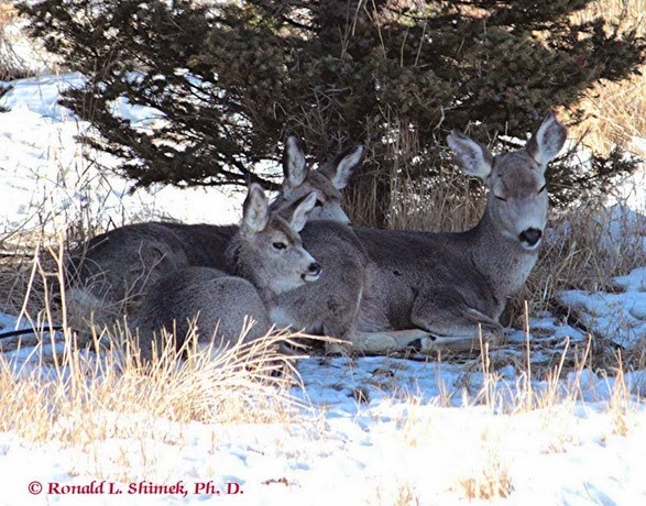 Today with J P Ronan: how deer survive extreme cold