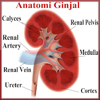 Pemeriksaan Pasien Gagal Ginjal - Education Articles