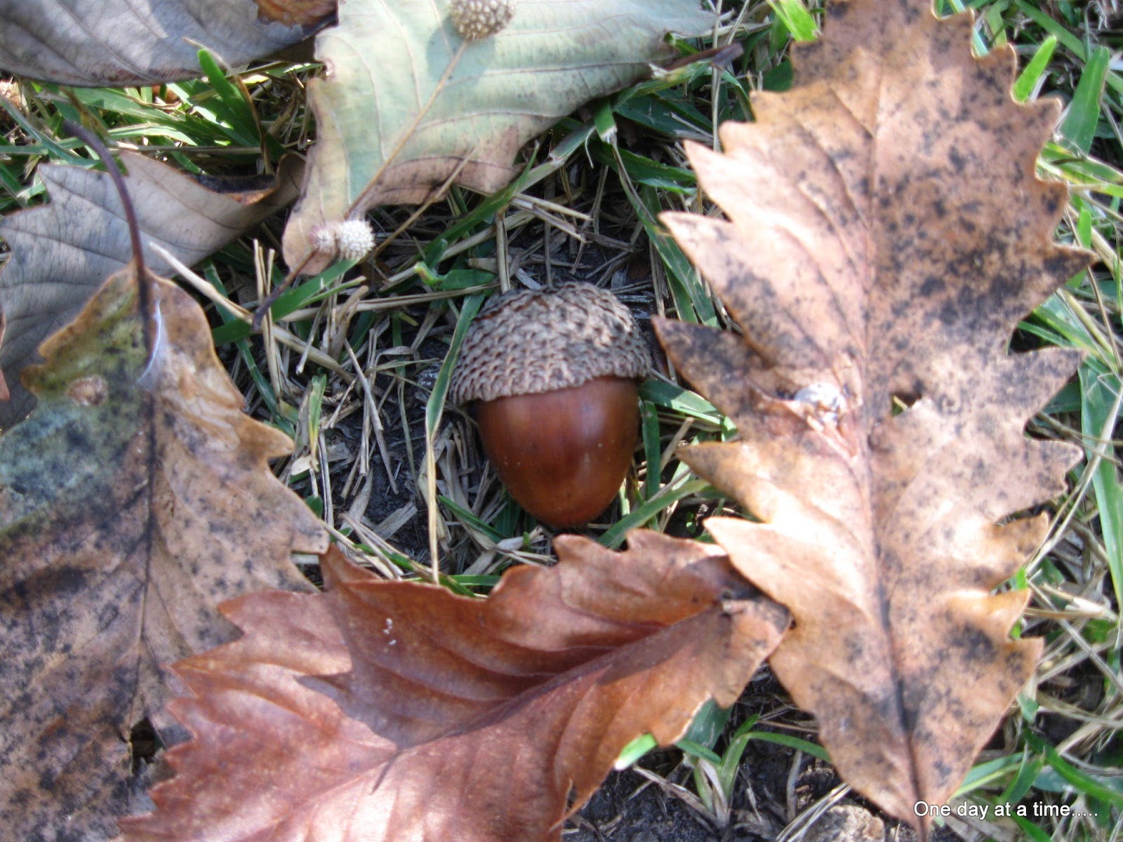 One day at a time.....: Nature Study-Acorns and Hedgehog Galls