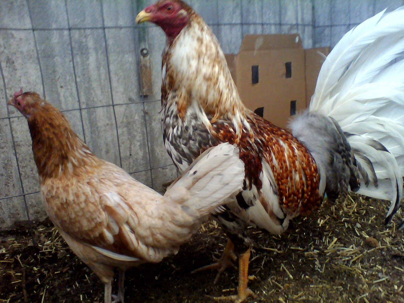 JI GALLOS: El gallo Bulico