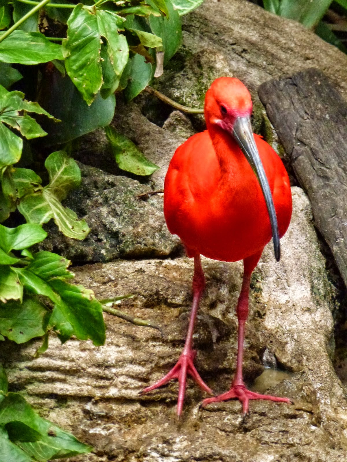 IBIS BIRD photos - wallpapers | the fun bank