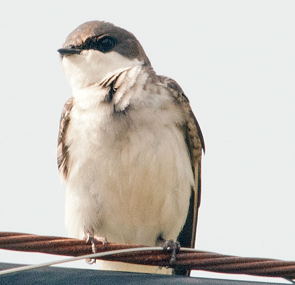 Me, Boomer and The Vermilon River: Tree Swallows of the Vermilon River ...