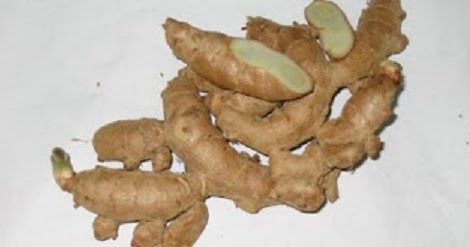 FARMAKOGNOSI: CURCUMAE HEYNEANAE RHIZOMA (MMI)