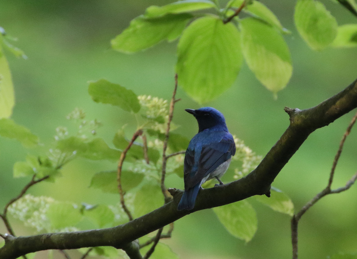 BIRDING - Kyoto, Kansai and Japan: blue-breasted Blue and White Flycatcher