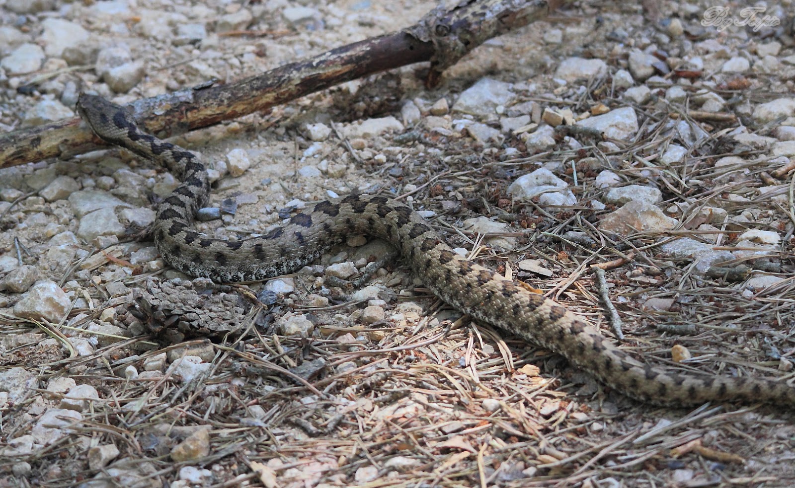 Viajes, Salidas, Naturaleza, (Fotografía).: Víbora Hocicuda (Vipera ...