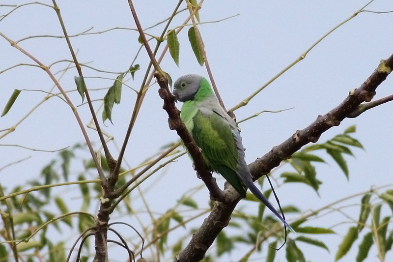 Sri Lankan Endemic Birds: Alu Girawa - Layard's Parakeet (Psittacula ...
