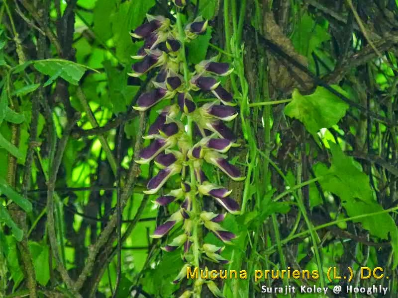 Medicinal Plants: Mucuna pruriens