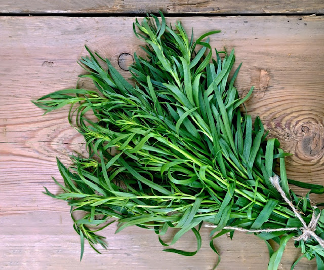 CURARSI CON IL DRAGONCELLO - Artemisia dracunculus - Blog di pociopocio