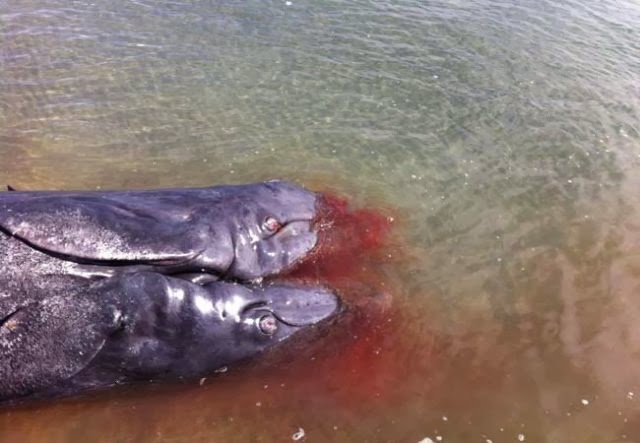 Fuku Mutation? Two-Headed Whale Washes Up On Baja, California Beach ...
