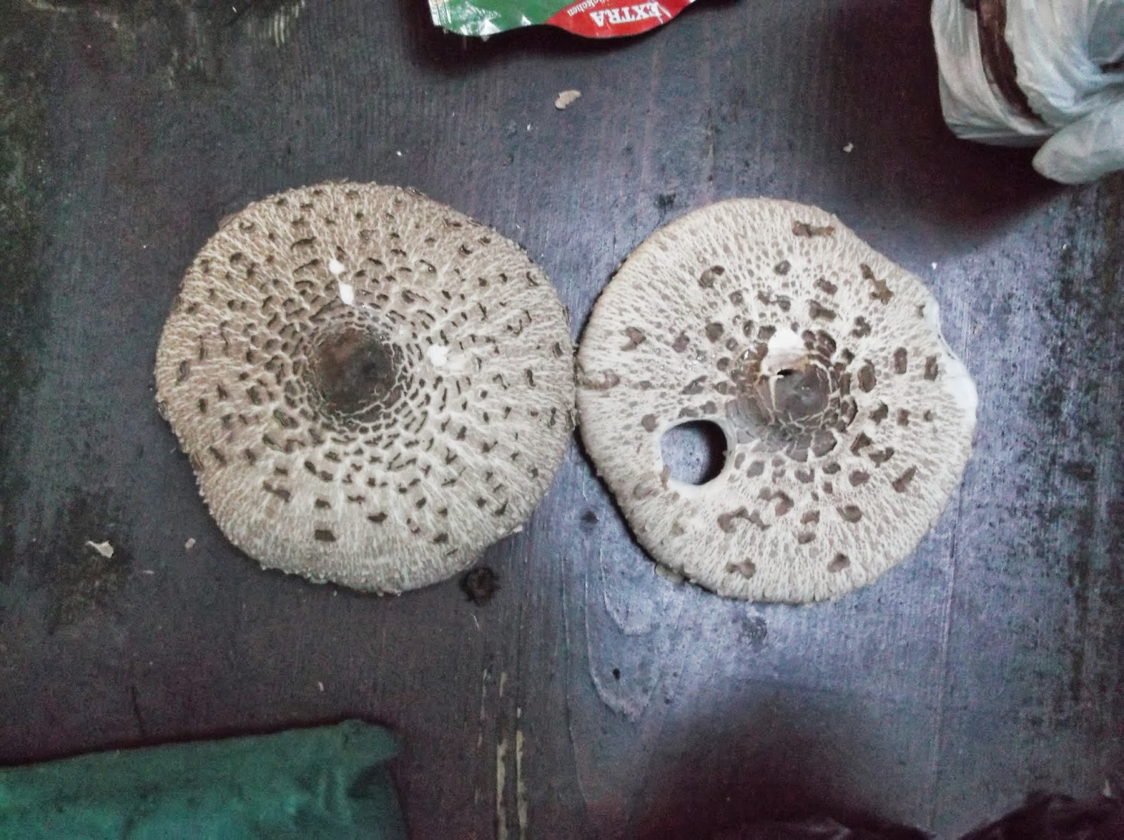 De Nantes à //Hui !Gaeb: La forêt noire