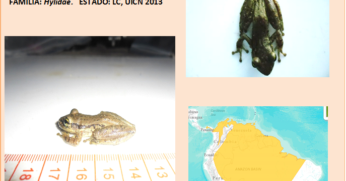 MORFONOMOS: Taxonomia de Morfoespecies: Scinax ruber (rana rubí)