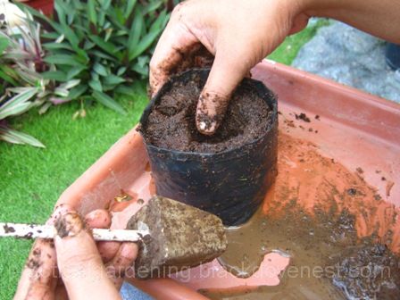 Practical Gardening: Repotting Seedling Plugs from the Garden Tray