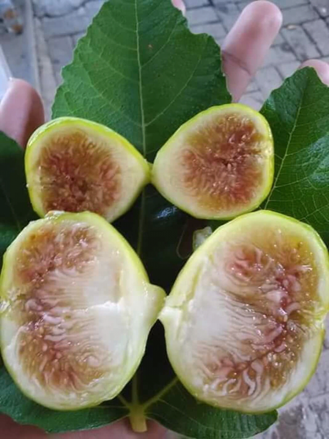Conandria Fig - Var Tin