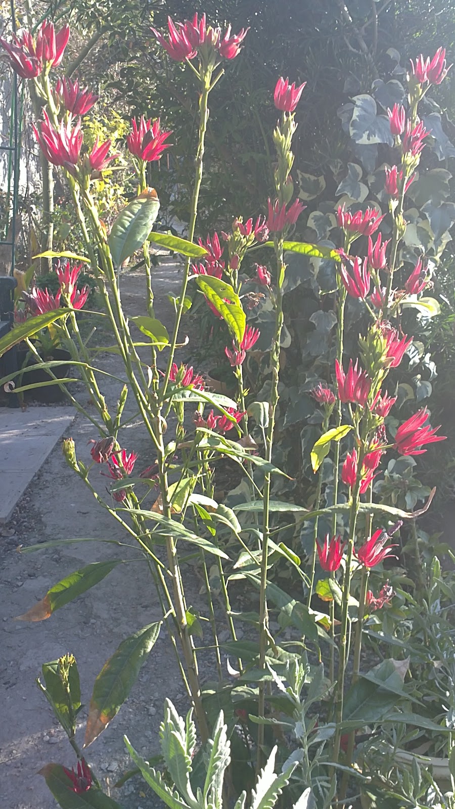 In A Costa Tropical Garden: Pavonia multiflora ......Brazilian candles