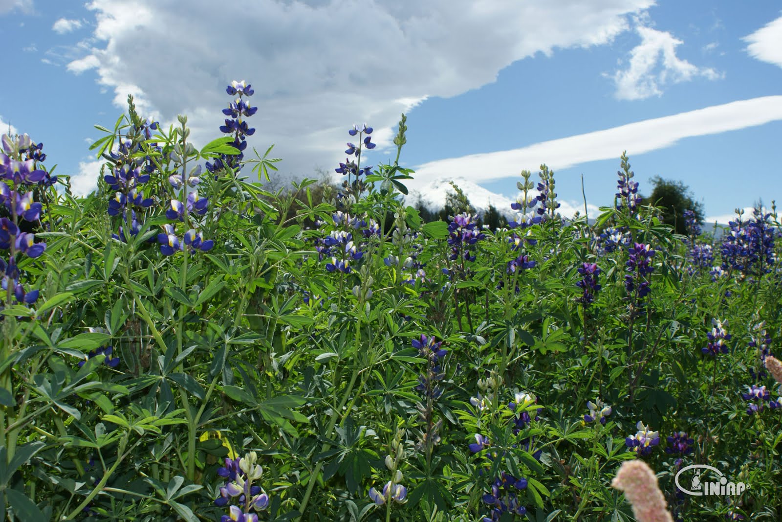Agrícola: EL CHOCHO UNA ALTERNATIVA PARA UNA MEJOR ALIMENTACIÓN DE LA ...