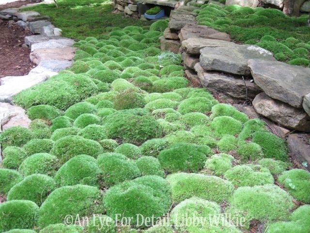 A TRIP TO MOSS AND STONE GARDENS - An Eye For Detail