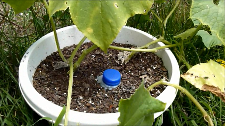 Edible and Elegant Urban Gardening : More self watering (SIP) planter ...