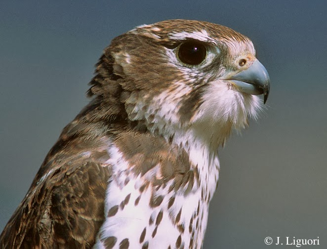 Open Carry Texas - Blue Falcon Brigade > General Discussion > AR15.COM