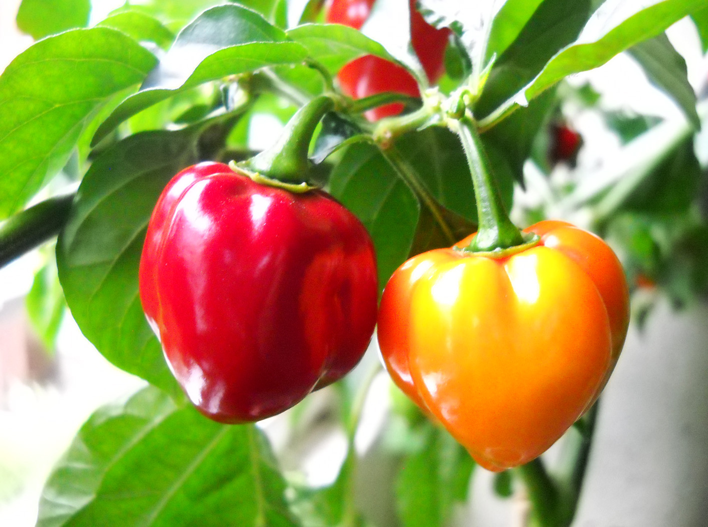 My Nature Photography: Chili Peppers (Capsicum)