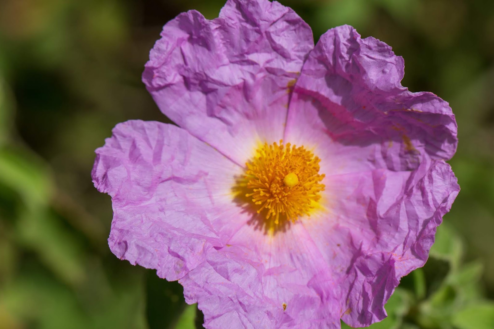 TravelMarx: Selected Flora of Pantelleria (Sicily, Italy)