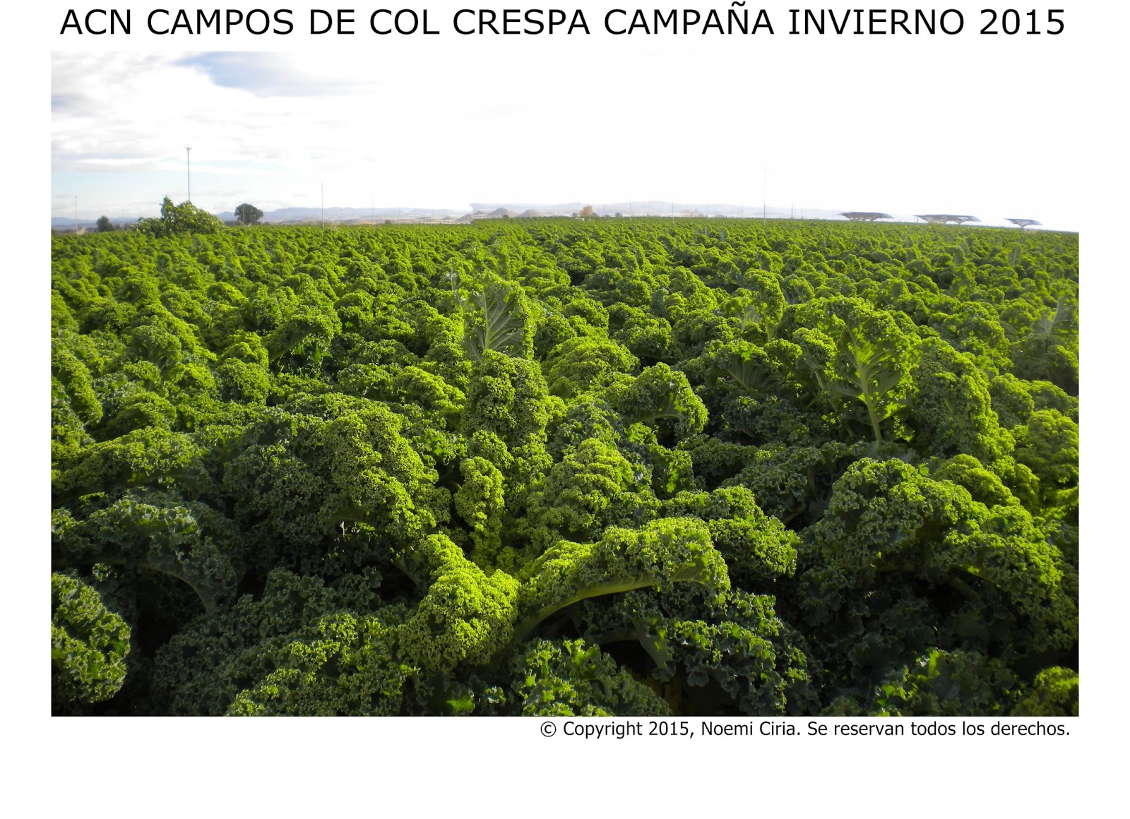 Agrícola Campos del Norte S.L.: BENEFICIOS DE LA COL CRESPA