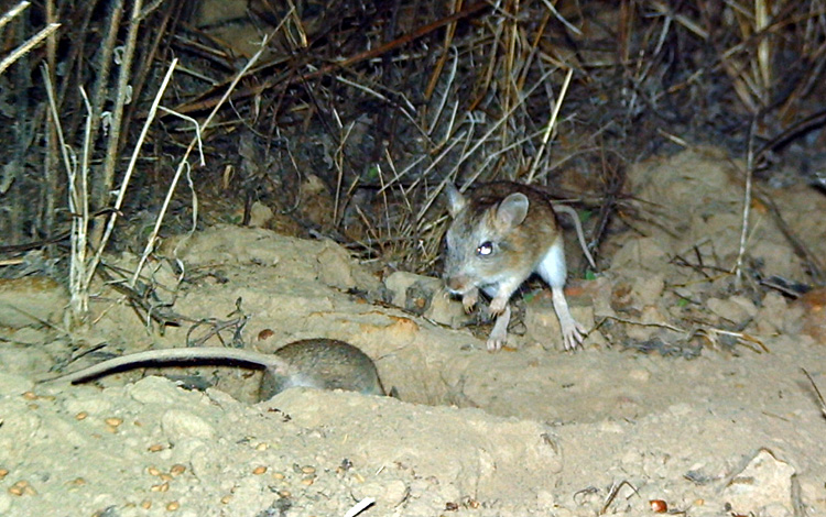 Remote Camera Trap - South Africa: March 2013