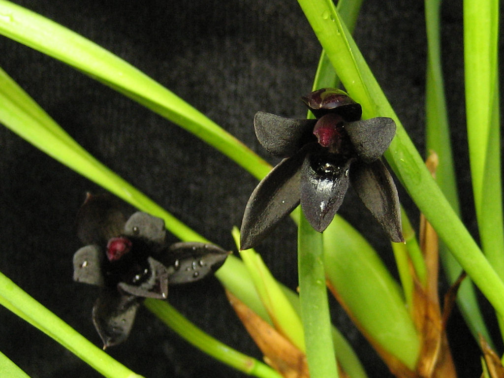 Maxillaria variabilis care and culture | Travaldo's blog