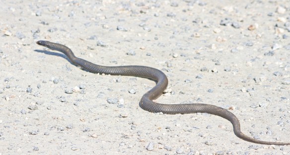 Snakes and Reptiles of Australia: How do snakes move?